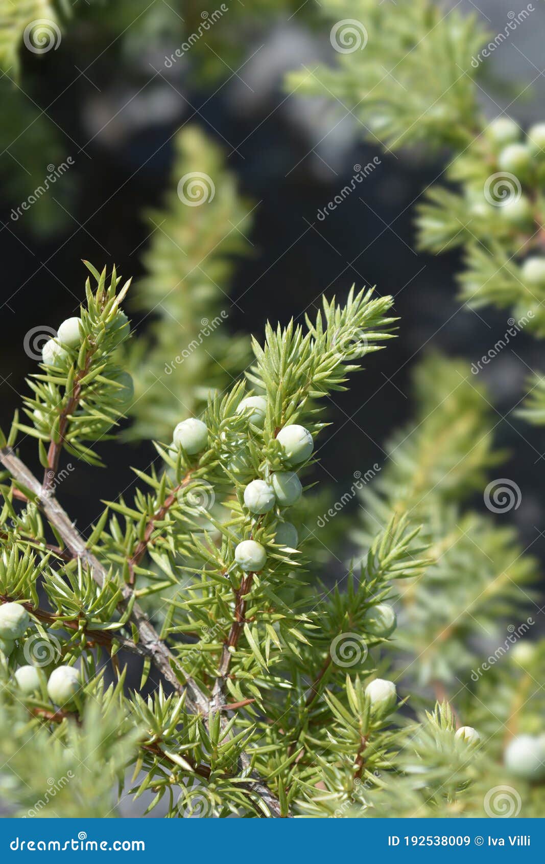 Shore Juniper Schlager stock image. Image of schlager - 192538009