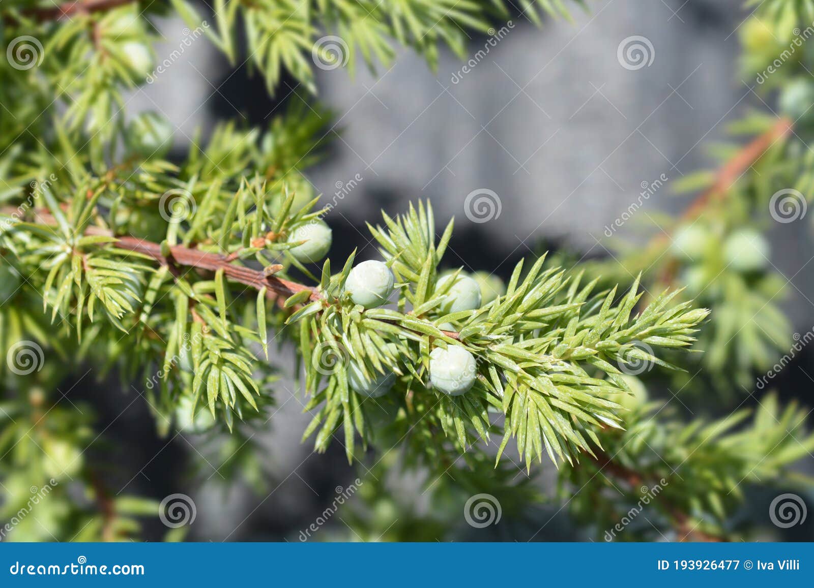 Shore Juniper Schlager stock image. Image of conifer - 193926477