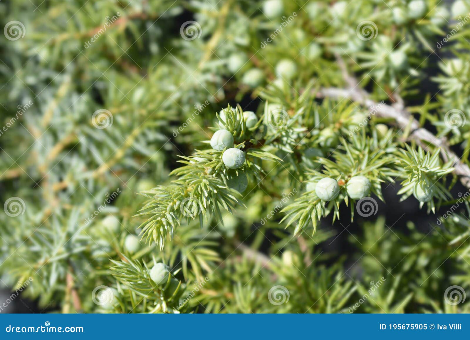 Shore juniper schlager imagen de archivo. Imagen de inmaduro - 195675905