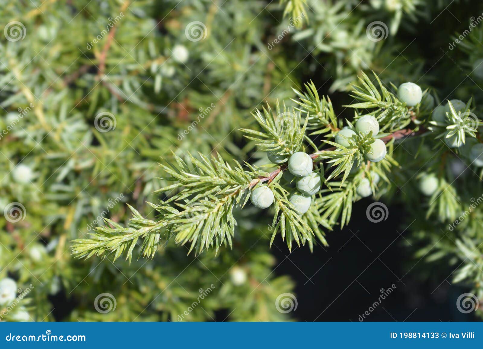 Shore Juniper Schlager stock image. Image of close, juniperus - 198814133