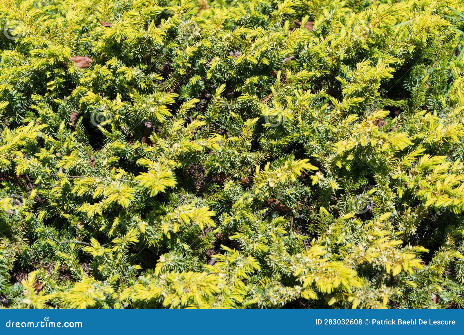 Shore juniper in the sun stock photo. Image of riverbanks - 283032608