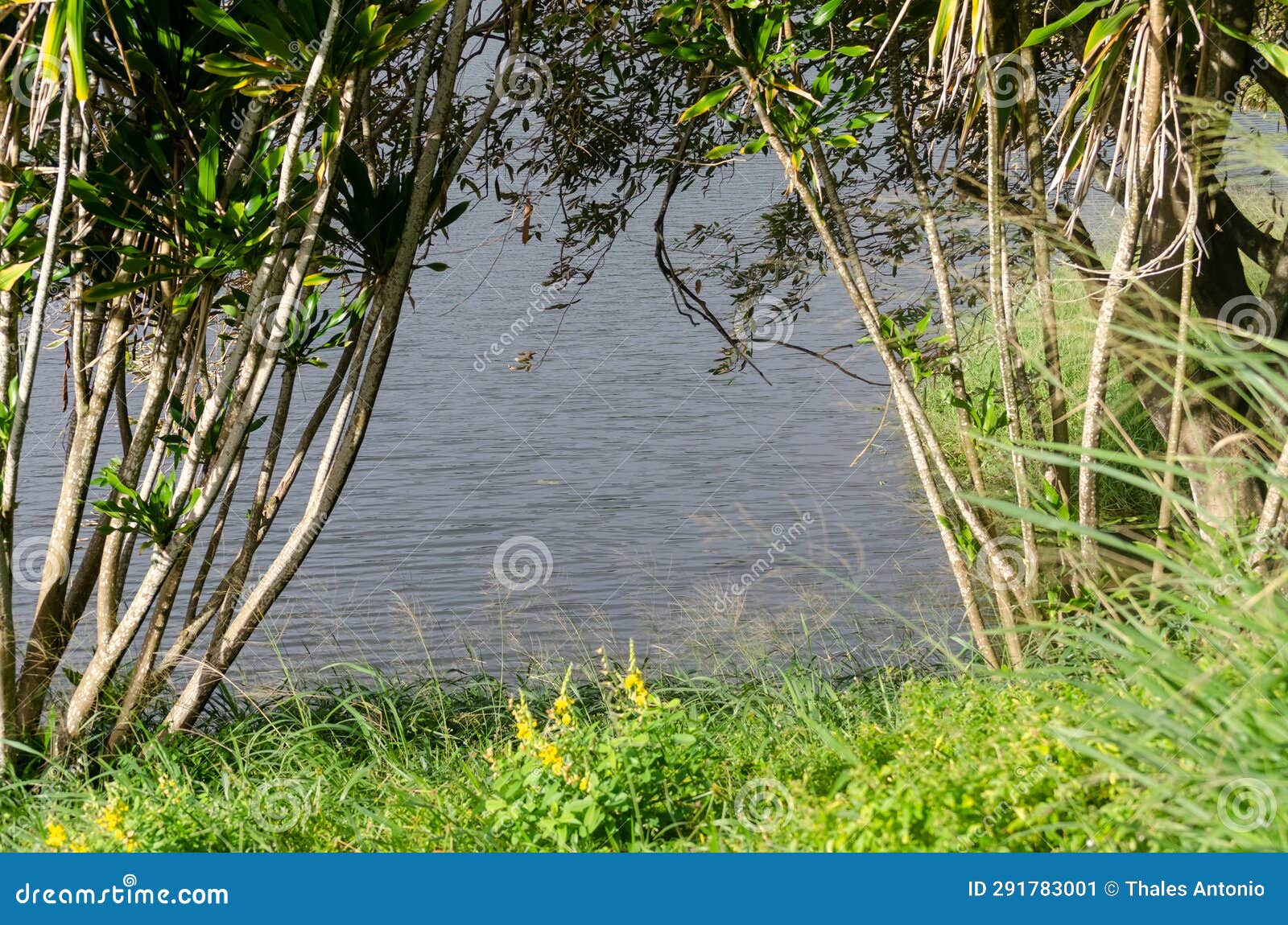 Shore of a Lagoon with Trees Around Stock Image - Image of grass ...