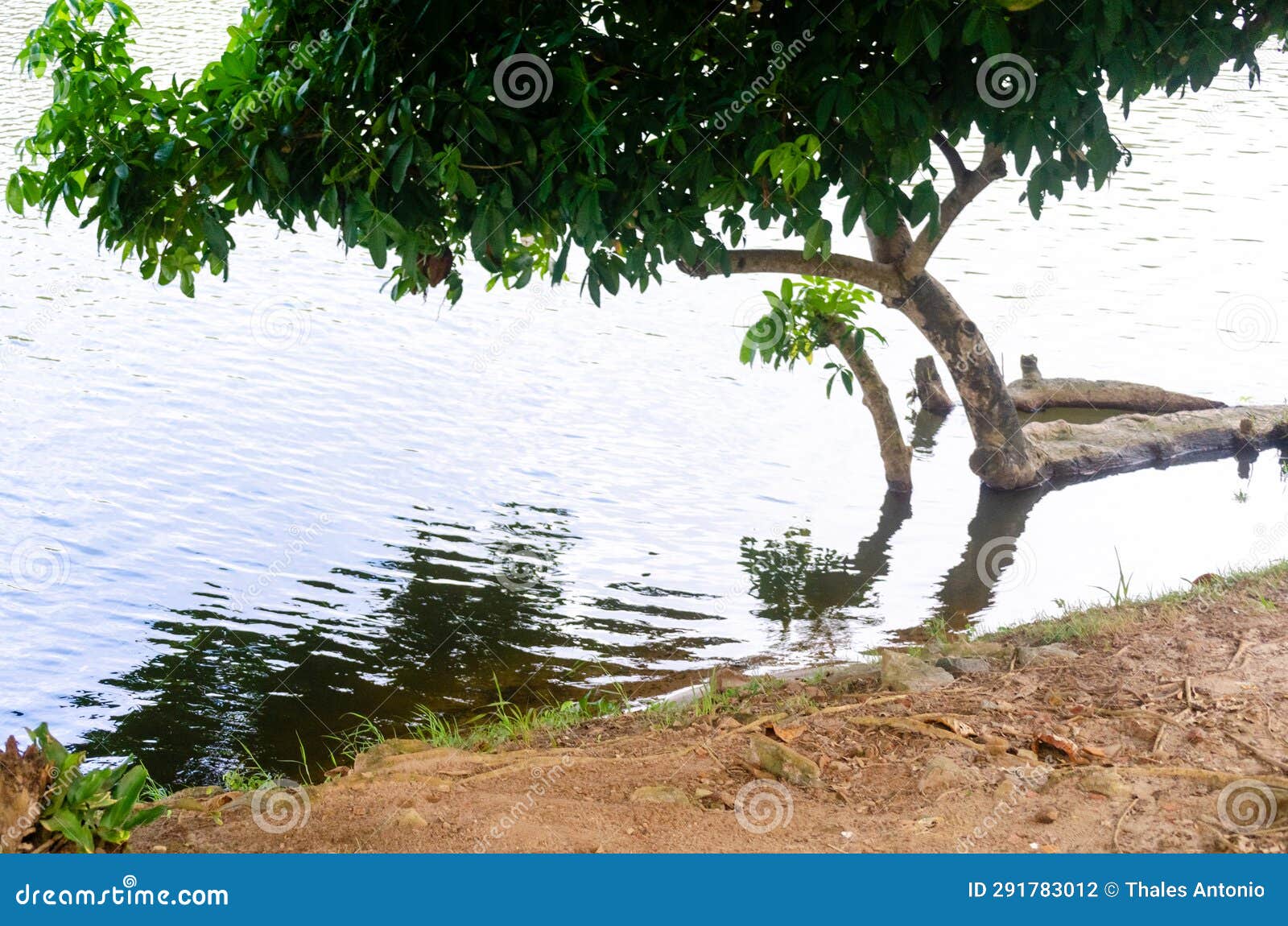 Shore of a Lagoon with Trees Around Stock Photo - Image of place ...