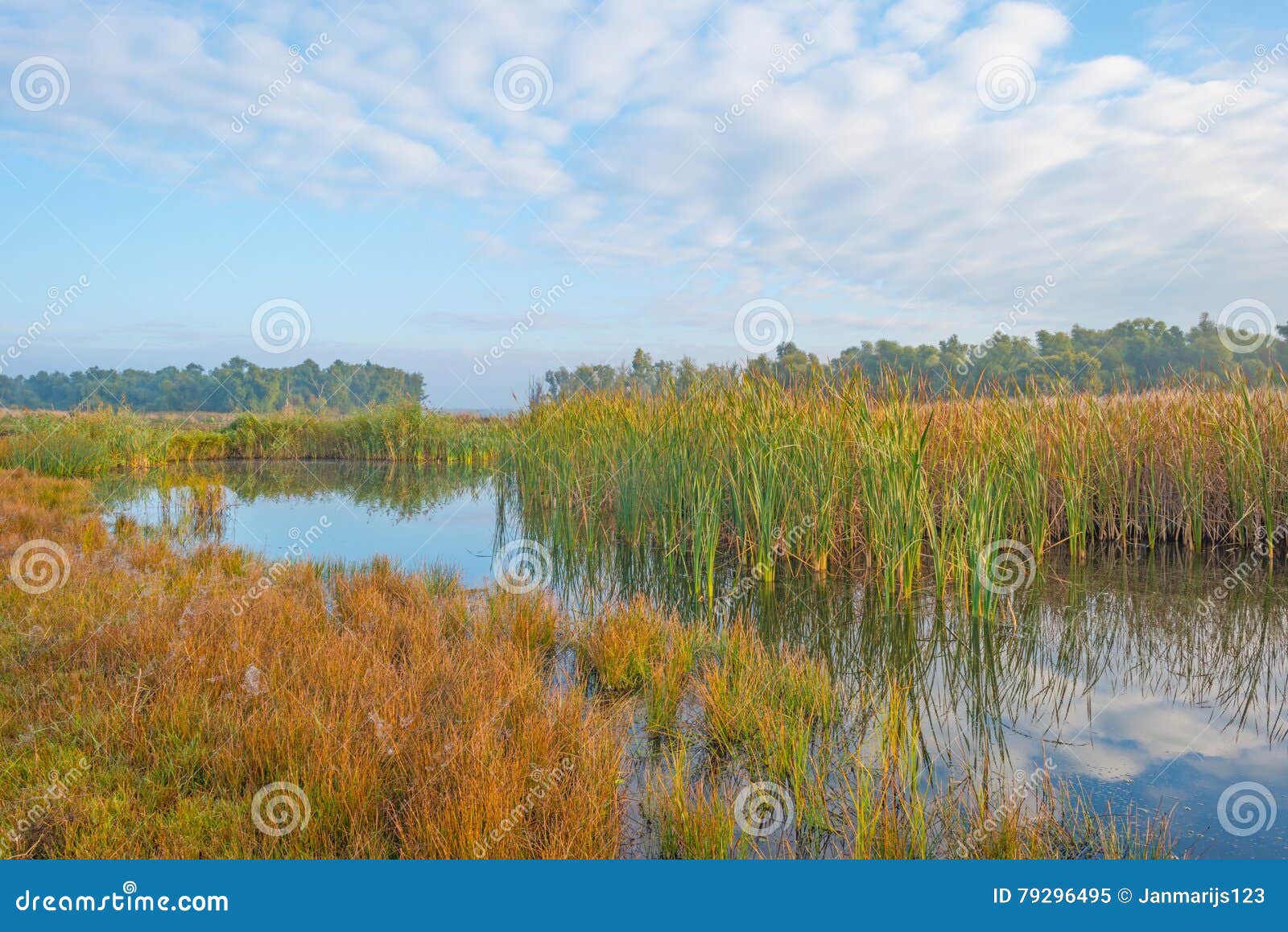 Shore of a Lake at Sunrise at Fall Stock Image - Image of flevoland ...