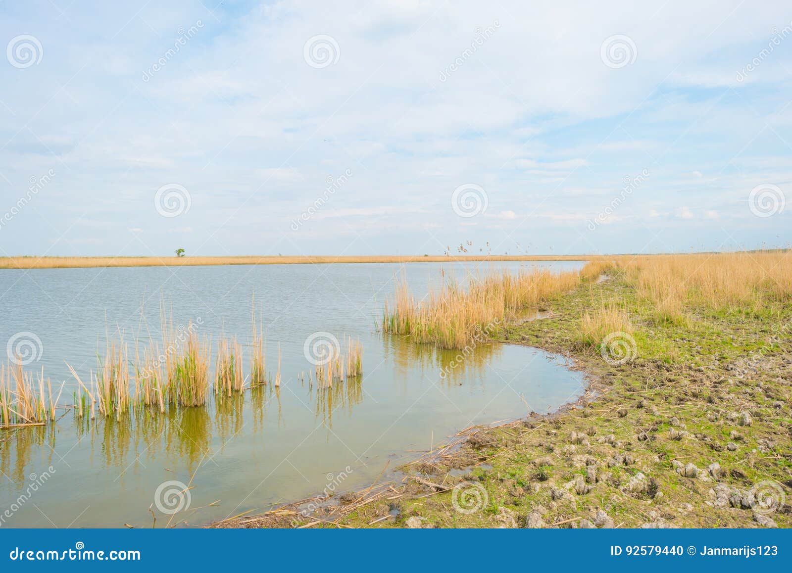 Shore of a Lake in Wetland in Spring Stock Photo - Image of lake ...