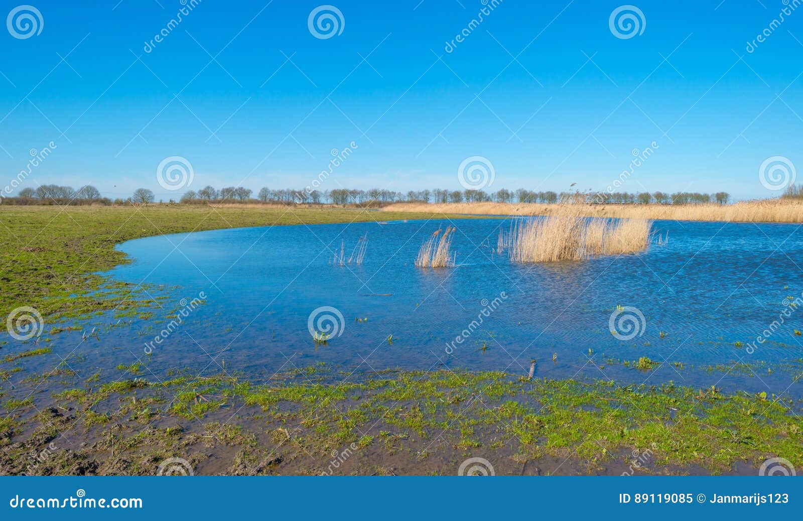 Shore of a Lake in Wetland in Spring Stock Image - Image of field ...