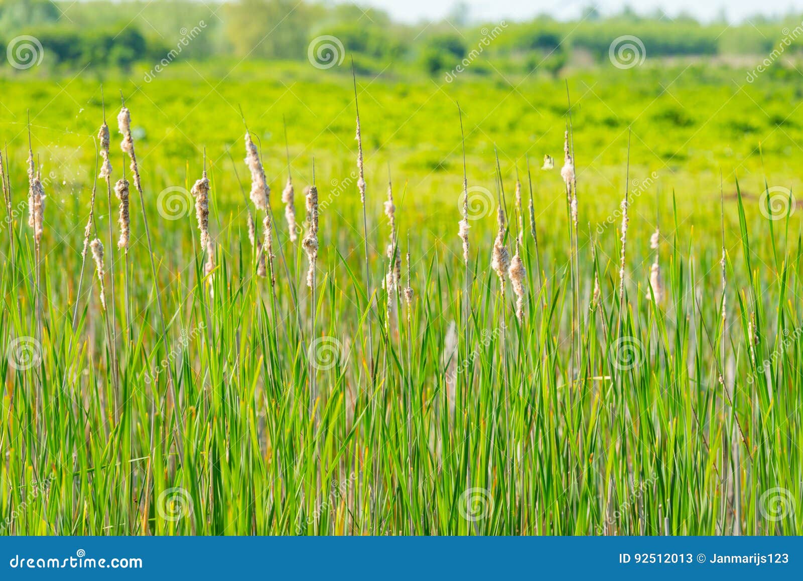 Shore of a Lake in Wetland in Spring Stock Image - Image of spring ...
