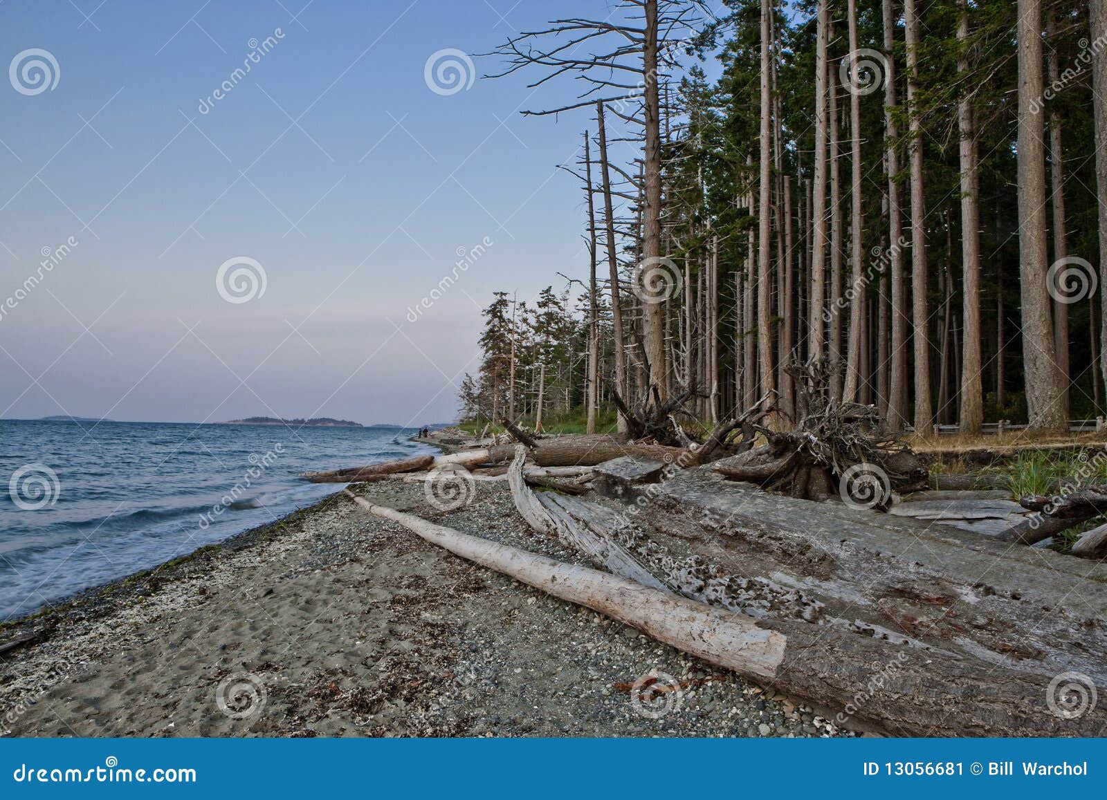 Shore line stock image. Image of growth, logs, cloumbia - 13056681