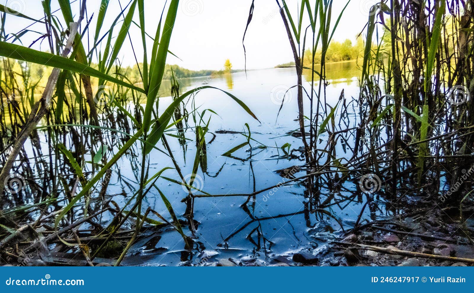 Grassy bank stock image. Image of wildlife, grass, river - 246247917
