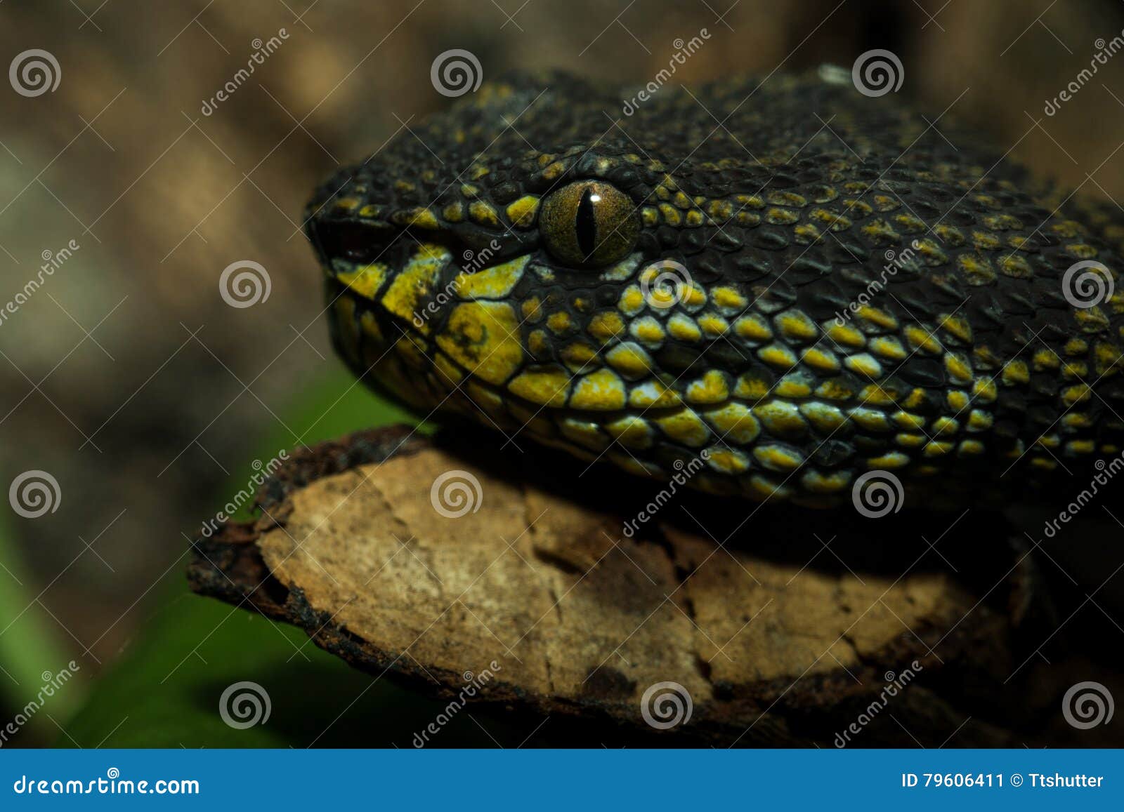 The Shore Pit Viper, Mangrove Pit Viper, Or Mangrove Viper ...