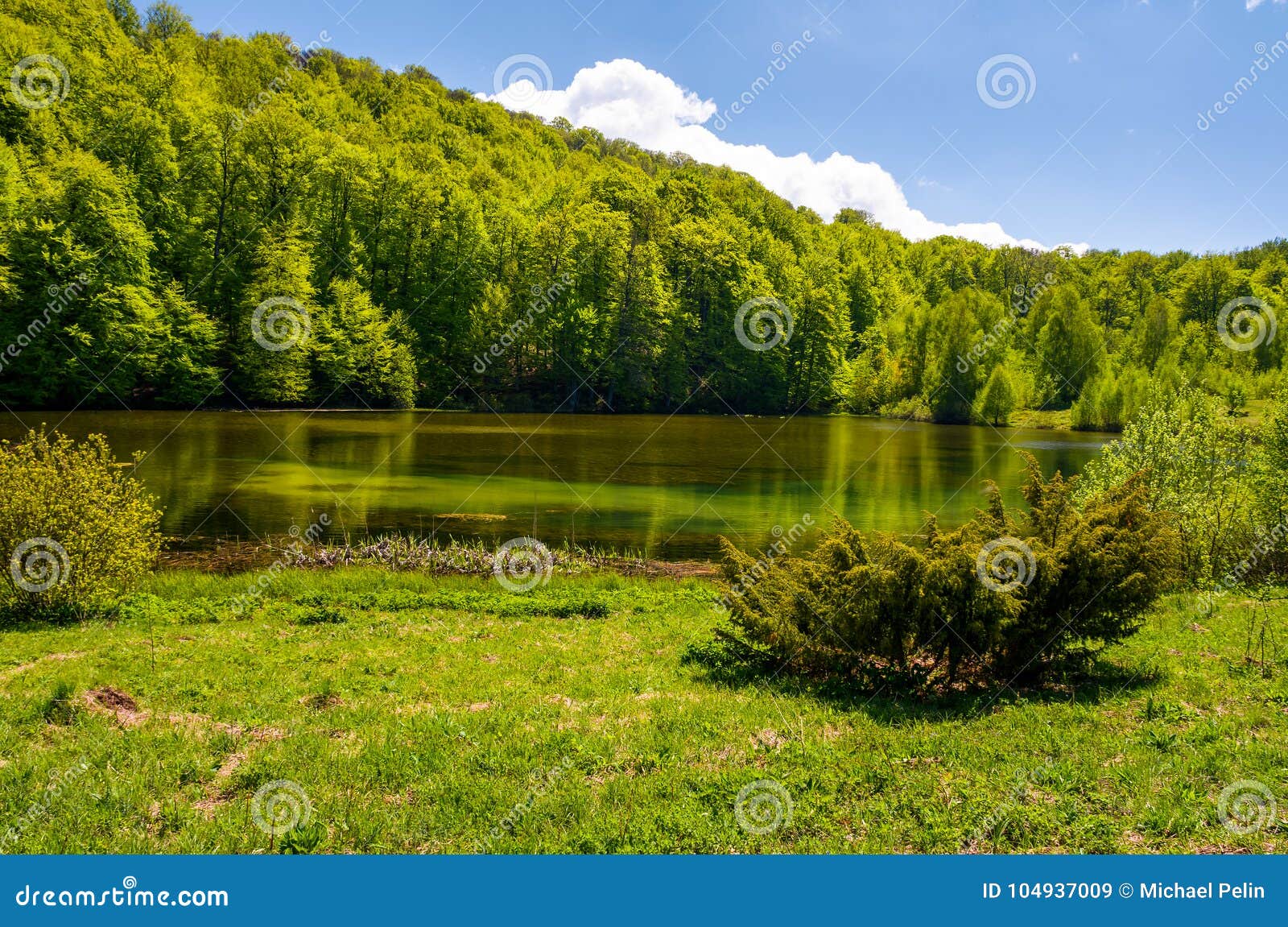Shore of a Pond among the Forest in Springtime Stock Image - Image of ...