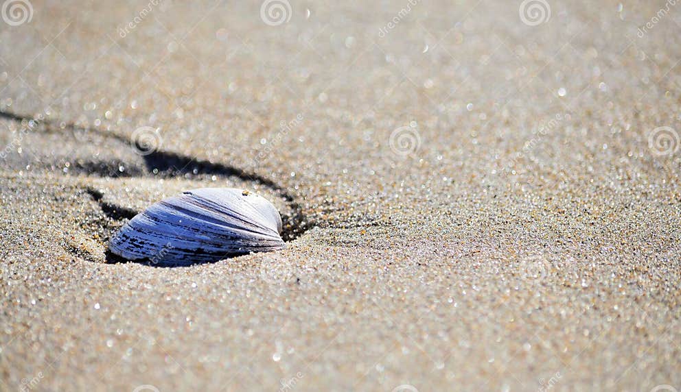 Shore stock photo. Image of peace, nature, ocean, pattern - 87597678