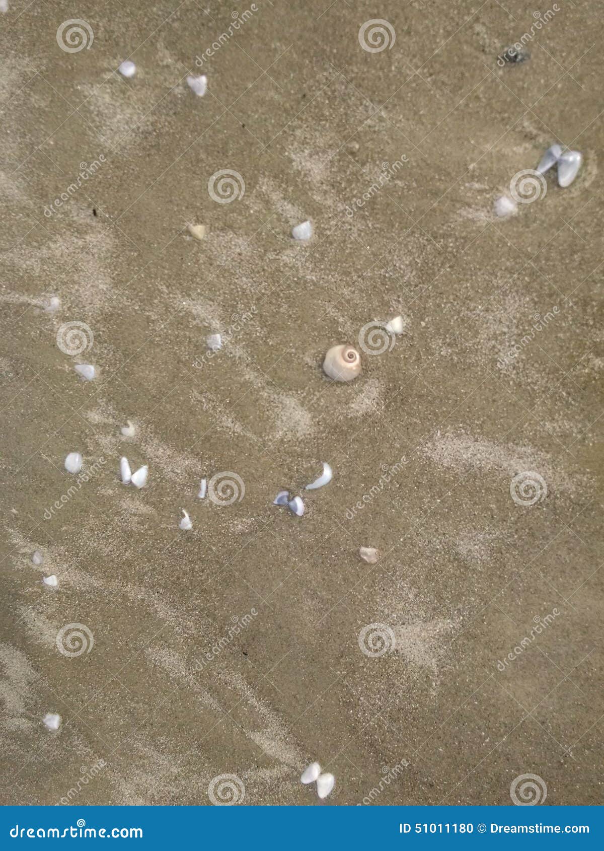 Shore Shells stock photo. Image of shells, padre, shore - 51011180