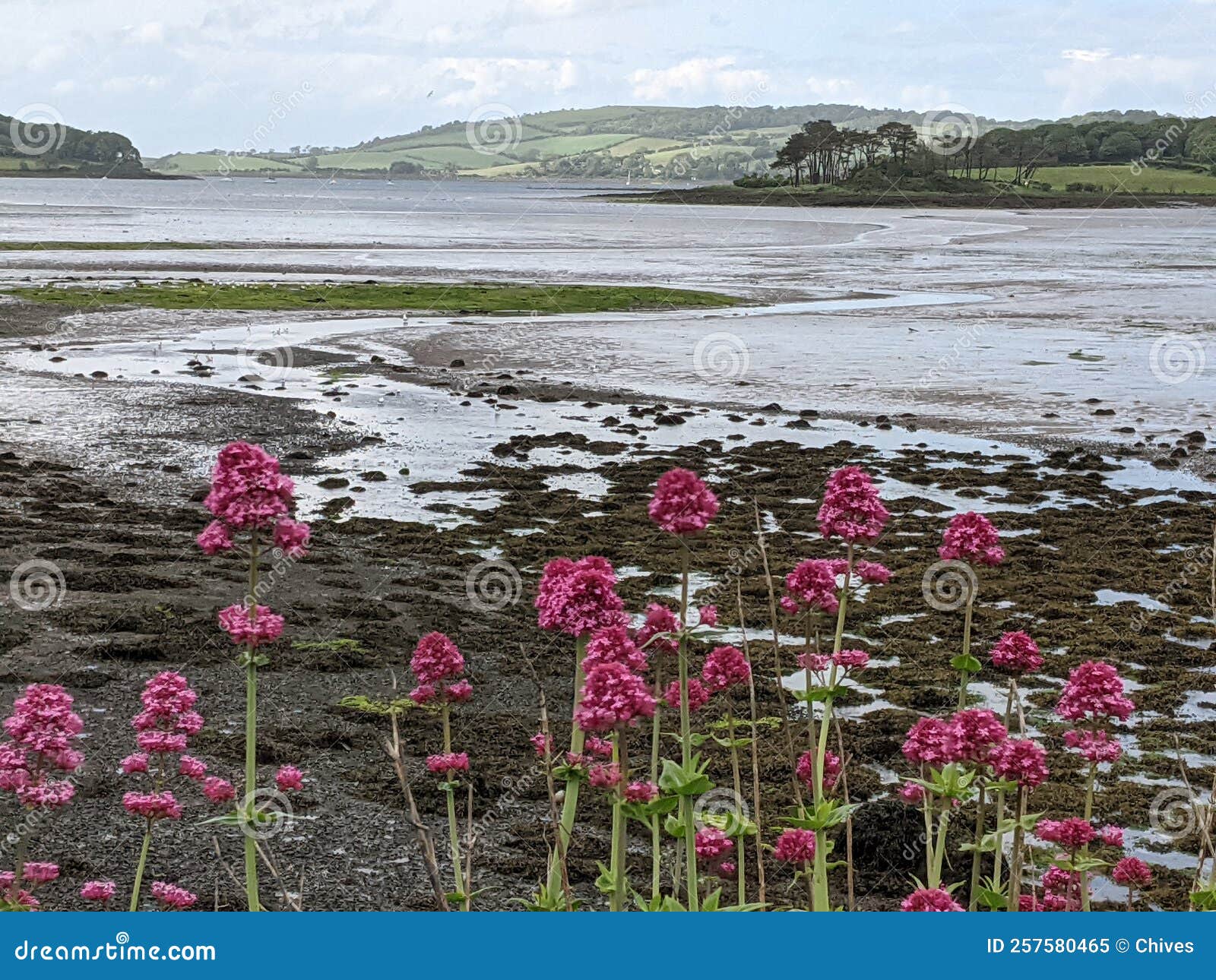 On the Shore of Strangford Lough Stock Image - Image of strangford ...