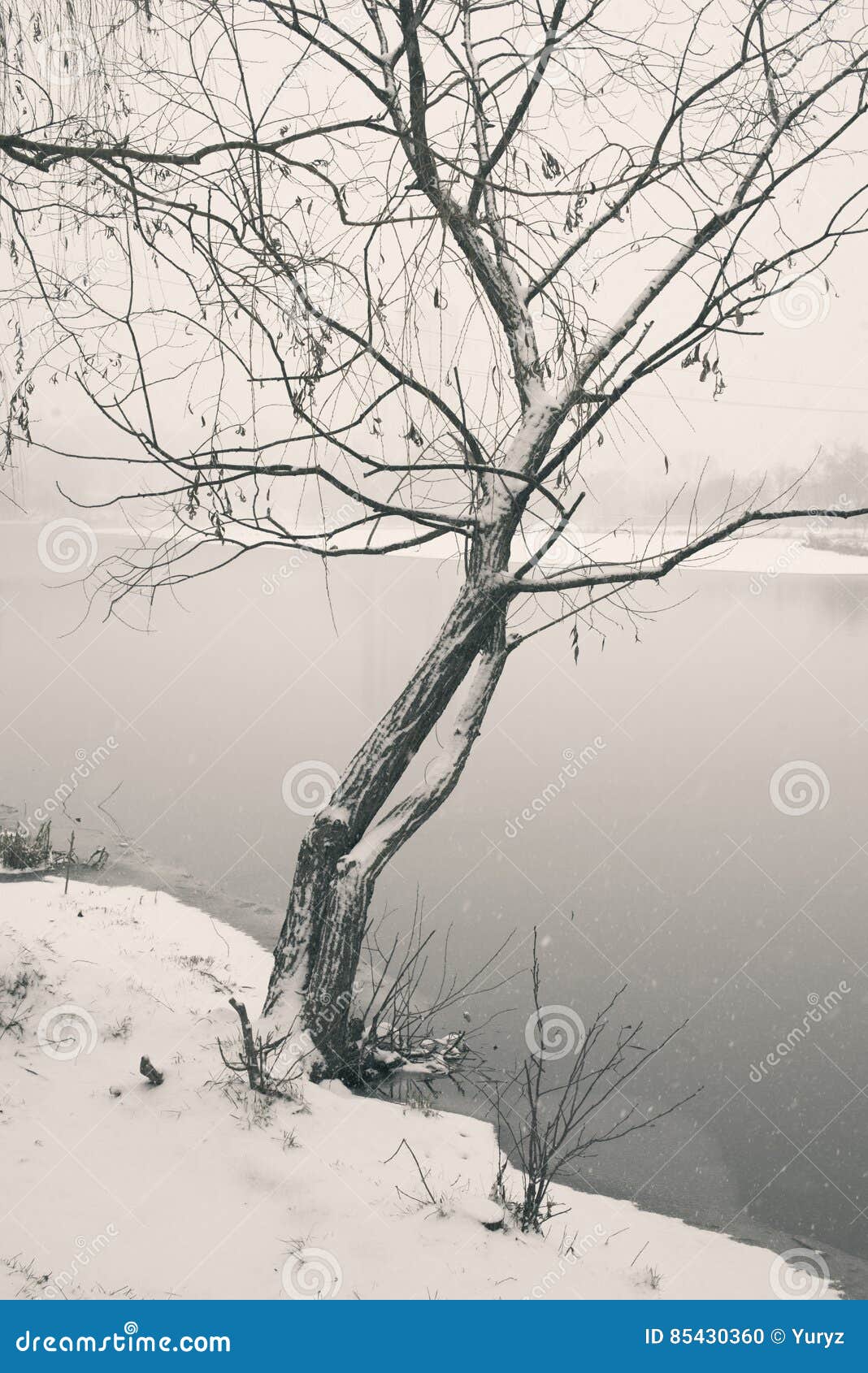 Shore tree early winter stock photo. Image of tranquil - 85430360