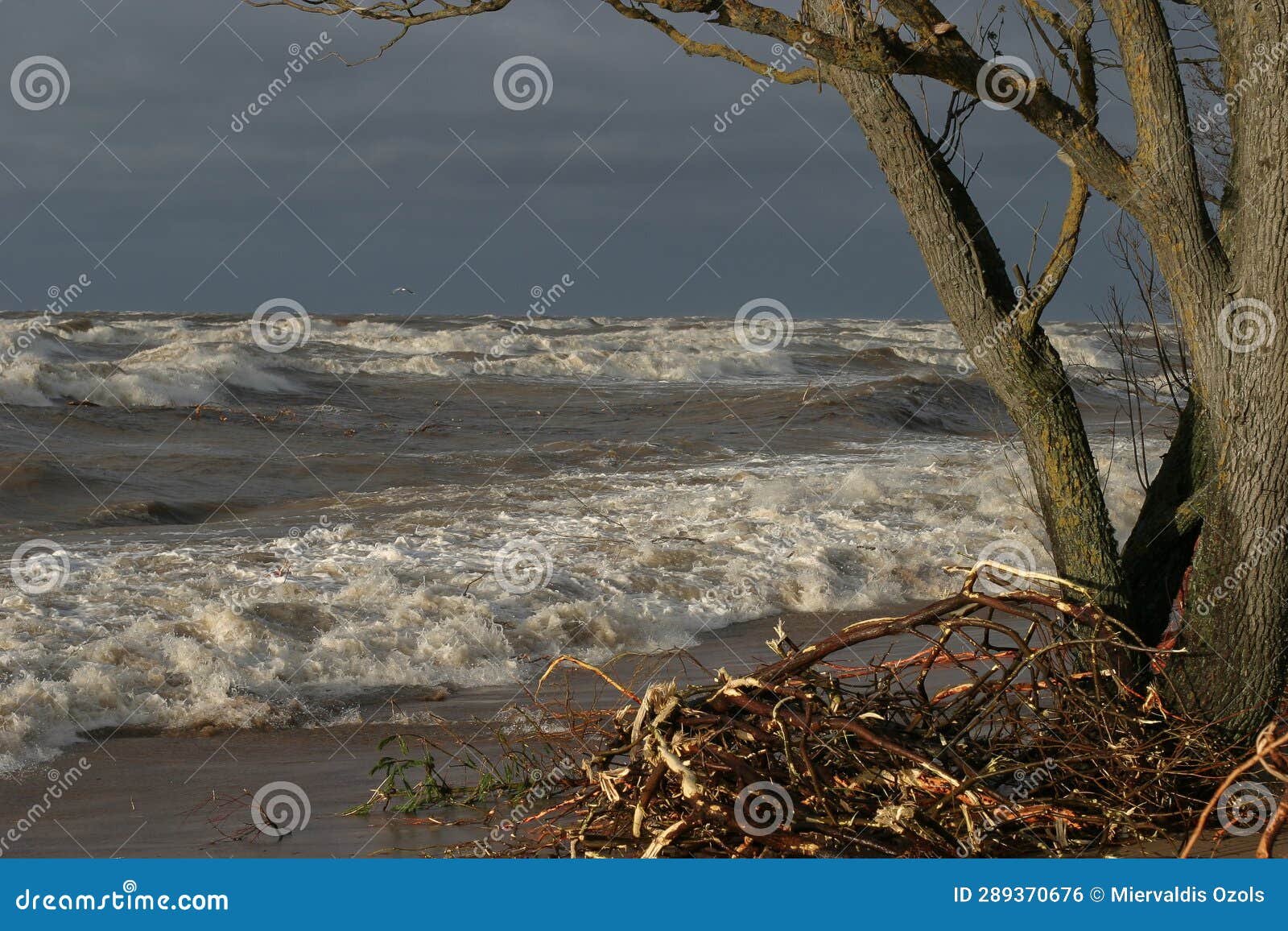 Shore trees in a storm stock photo. Image of coast, level - 289370676