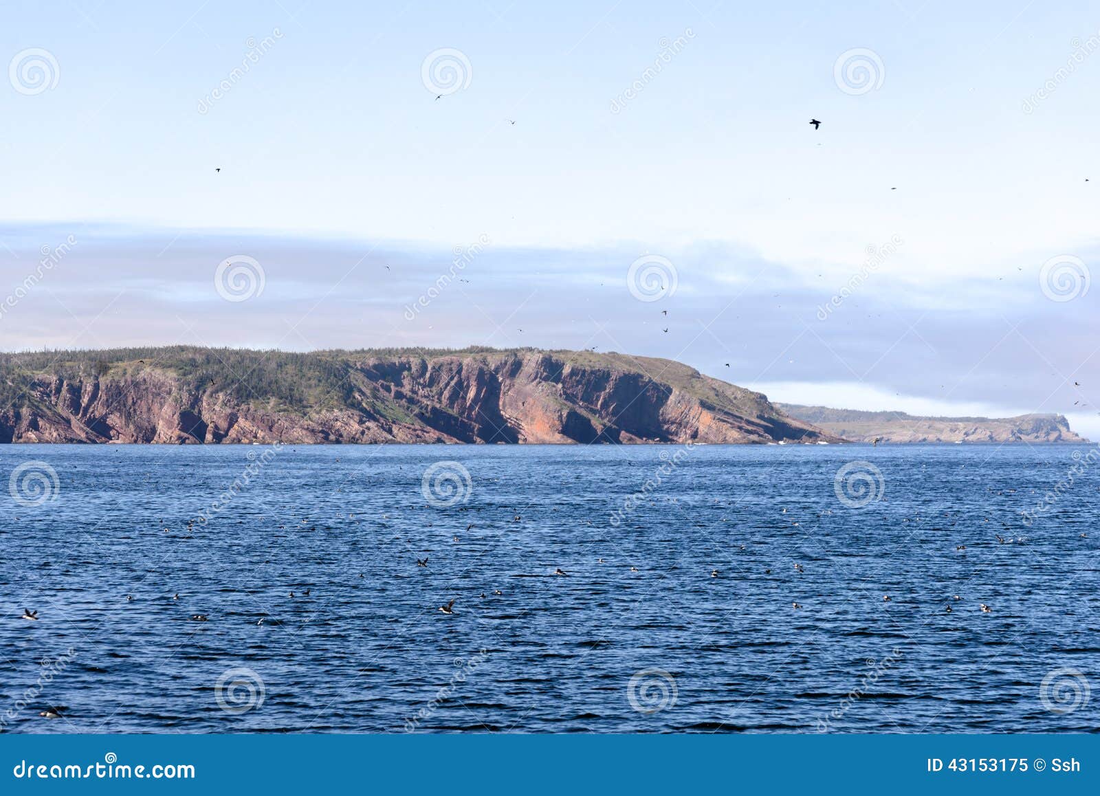 Shore view stock image. Image of vacation, island, newfoundland - 43153175