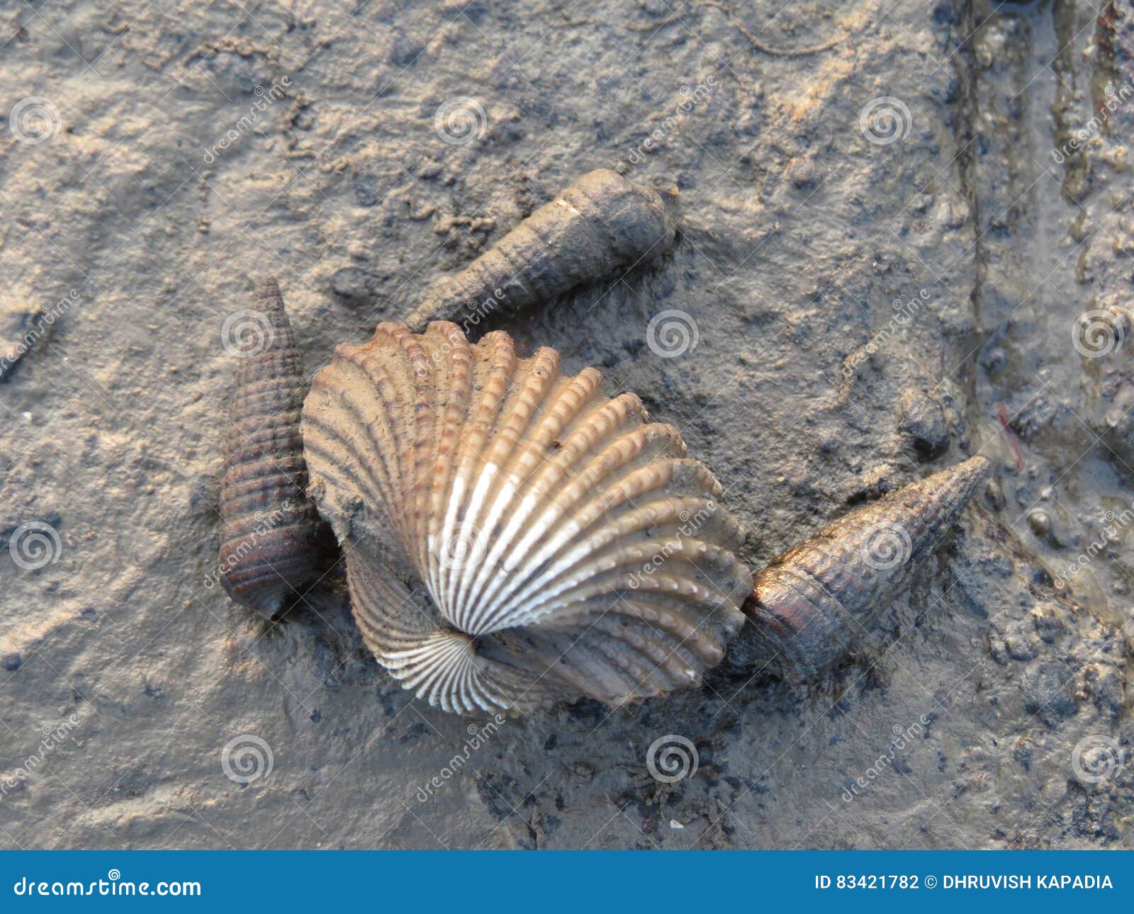 On the Shore..! stock photo. Image of nature, posed, shore - 83421782
