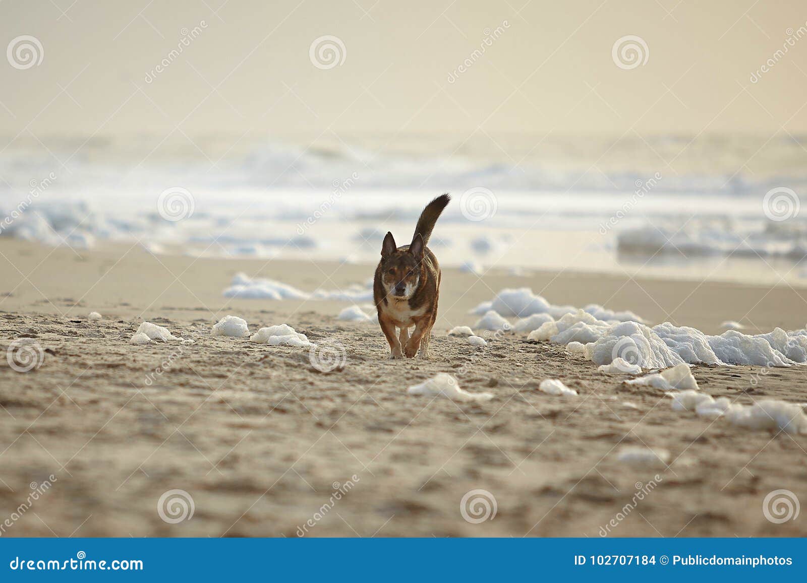 Shore, Wildlife, Beach, Sand Picture. Image: 102707184