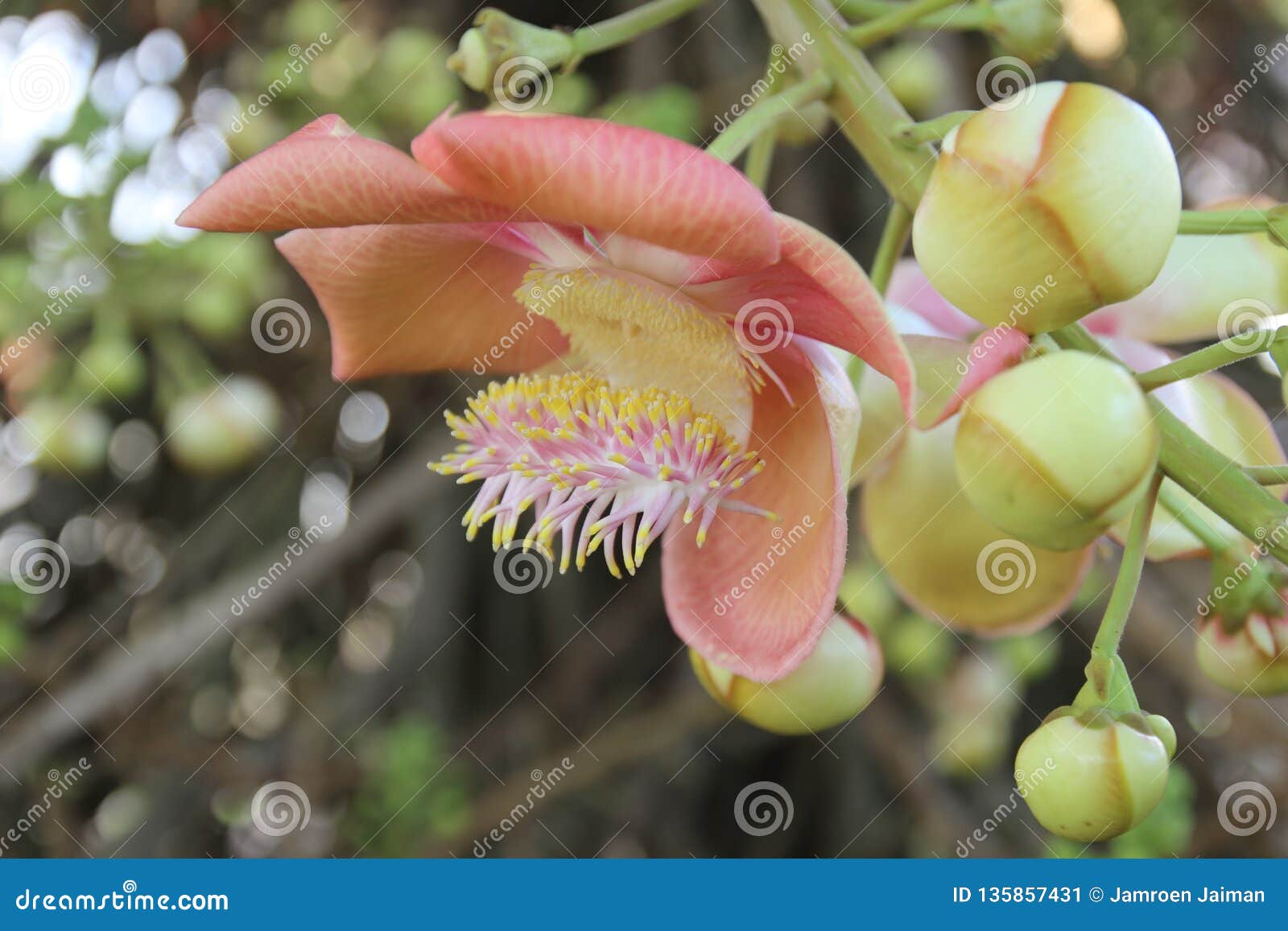 Shorea Robusta or Cannonball Flower from the Tree Stock Image - Image ...