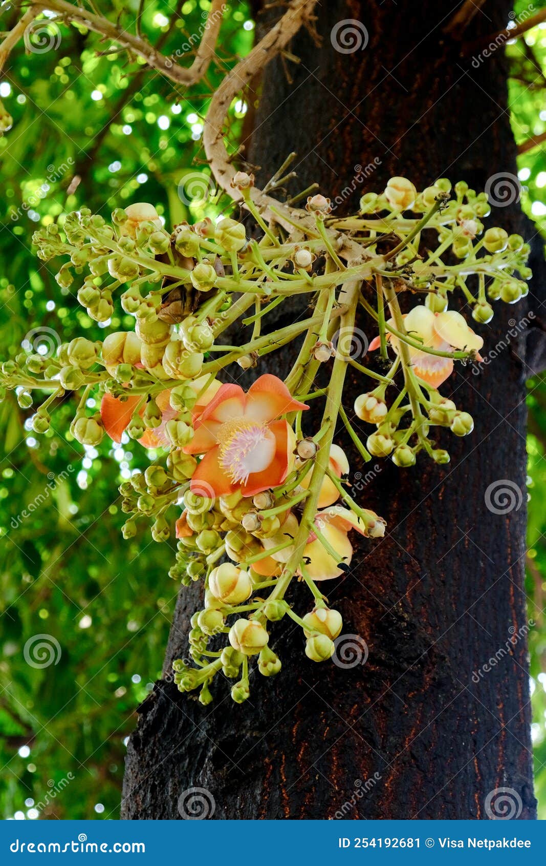 Shorea Robusta or Cannonball Flower from the Tree Stock Image - Image ...