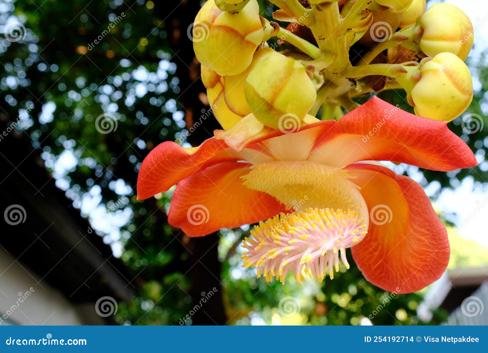 Shorea Robusta or Cannonball Flower from the Tree Stock Photo - Image ...