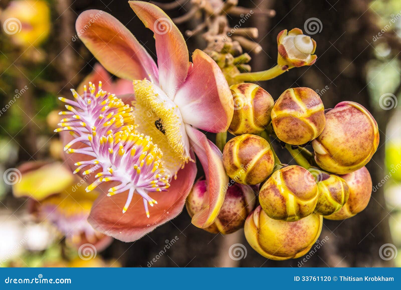 Shorea Robusta Flowers Stock Photography | CartoonDealer.com #44451308