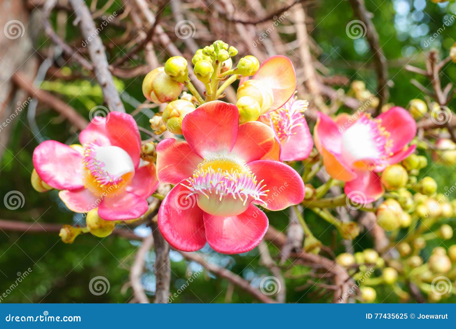 Closeup To Shorea Robusta Roxb./ Shal/ Sakhuwan/ Sal Of India ...