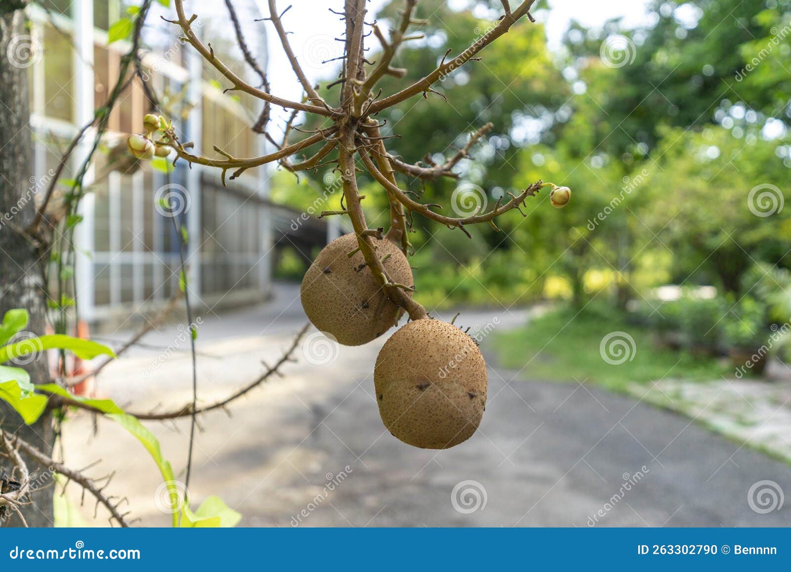 Shorea Robusta Flower on Its Tree Branches. Stock Photo - Image of ...