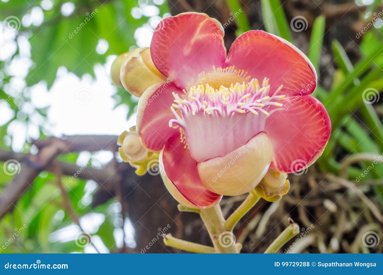 Shorea Robusta,Gaertn Flower in Thailand. Stock Photo - Image of close ...