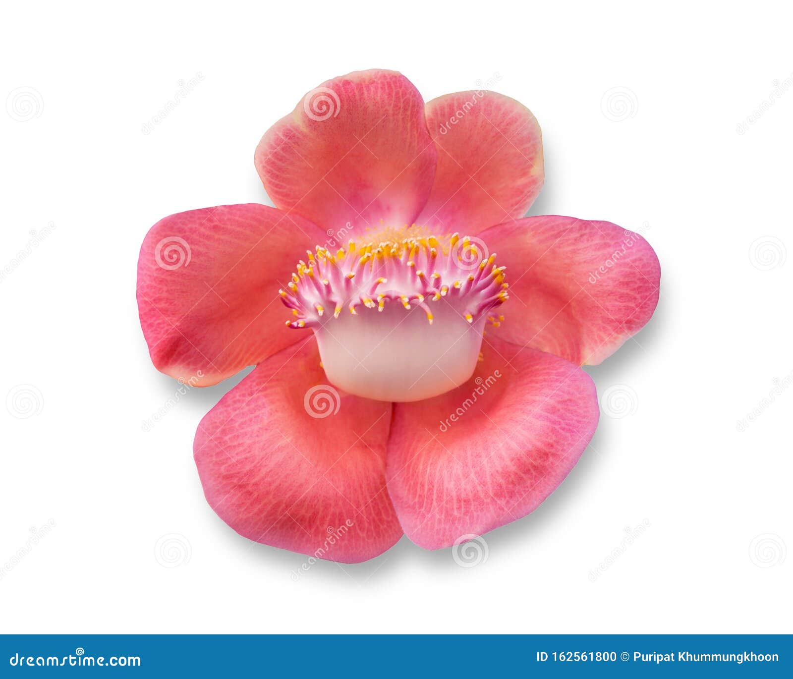 Shorea, White Meranti, Dipterocarpaceae Flower And Fruit Seed Fall Down ...