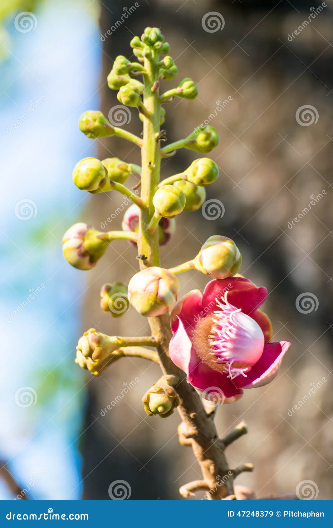 Shorea Robusta Roxb or Cannonball Flower from the Tree Stock Image ...