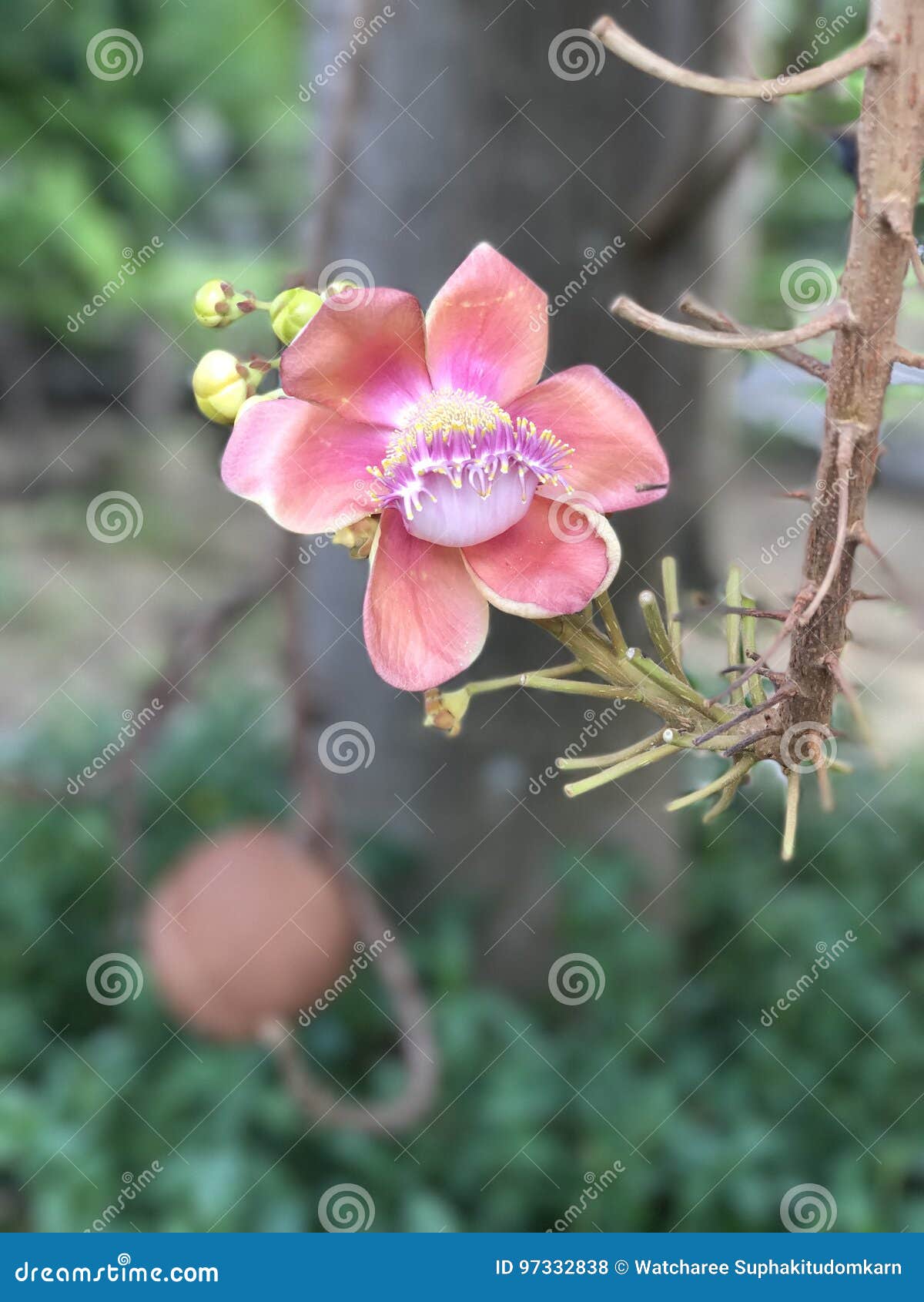 Shorea Robusta or Shala Tree or Sal Tree Flower. Stock Photo - Image of ...