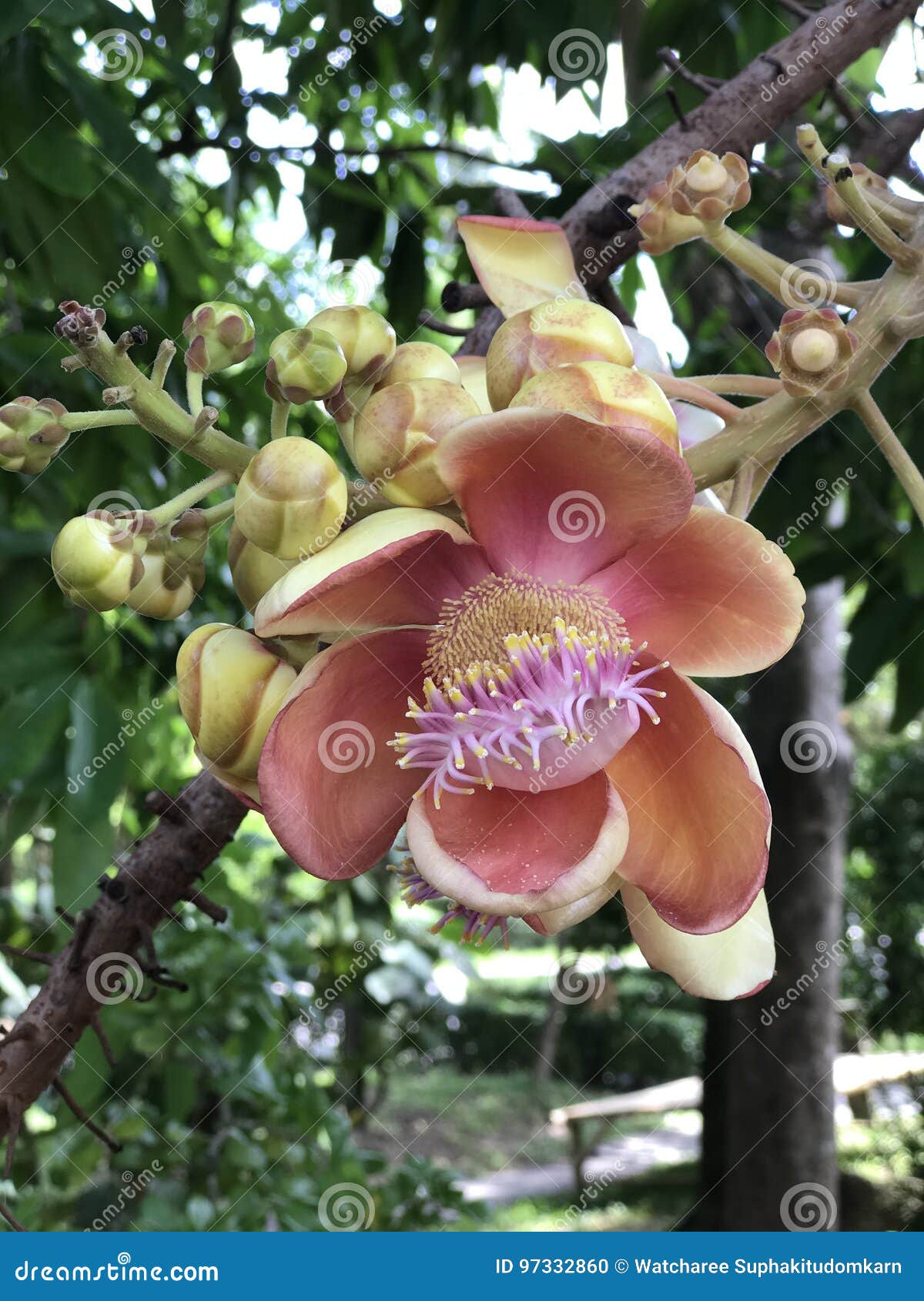 Shorea Robusta or Shala Tree or Sal Tree Flower. Stock Photo - Image of ...