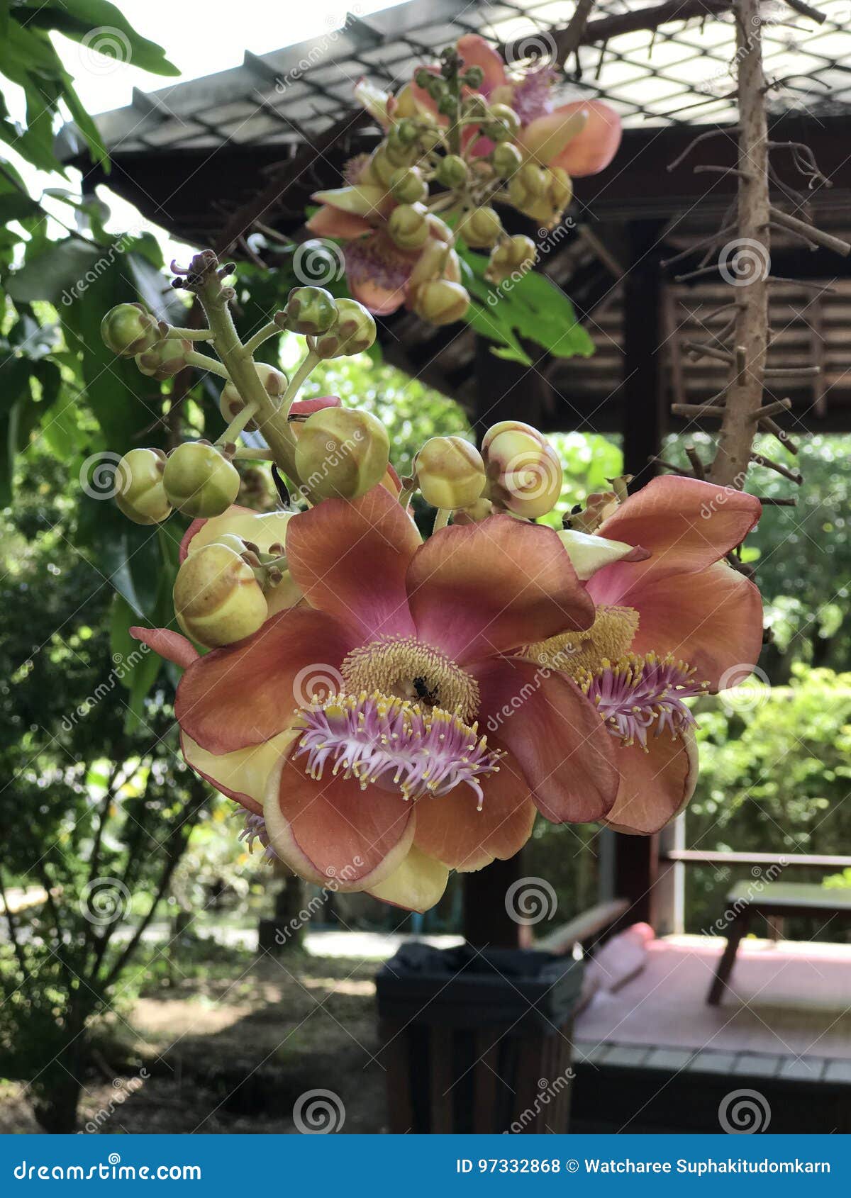 Shorea Robusta or Shala Tree or Sal Tree Flower. Stock Photo - Image of ...