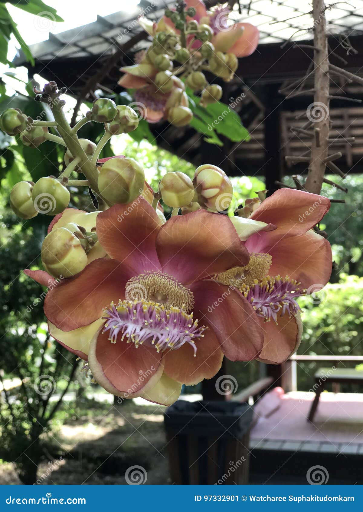 Shorea Robusta or Shala Tree or Sal Tree Flower. Stock Image - Image of ...