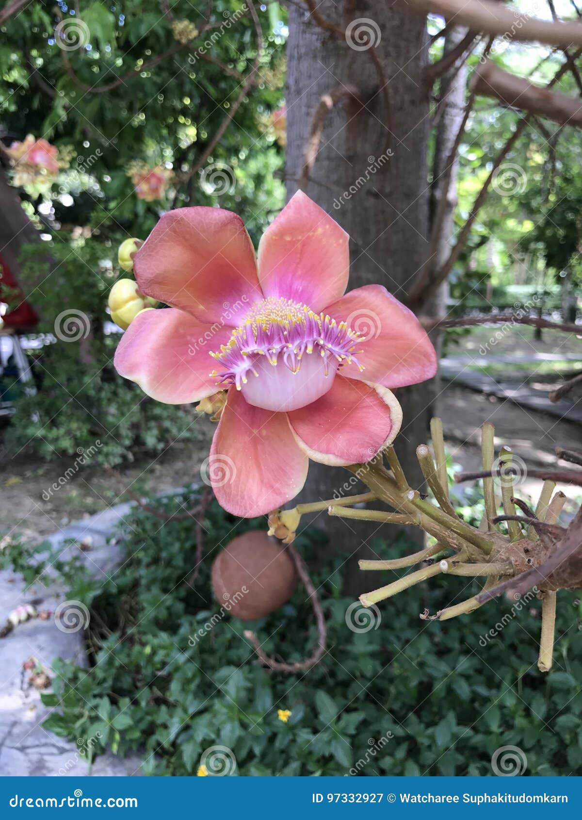 Shorea Robusta or Shala Tree or Sal Tree Flower. Stock Image - Image of ...