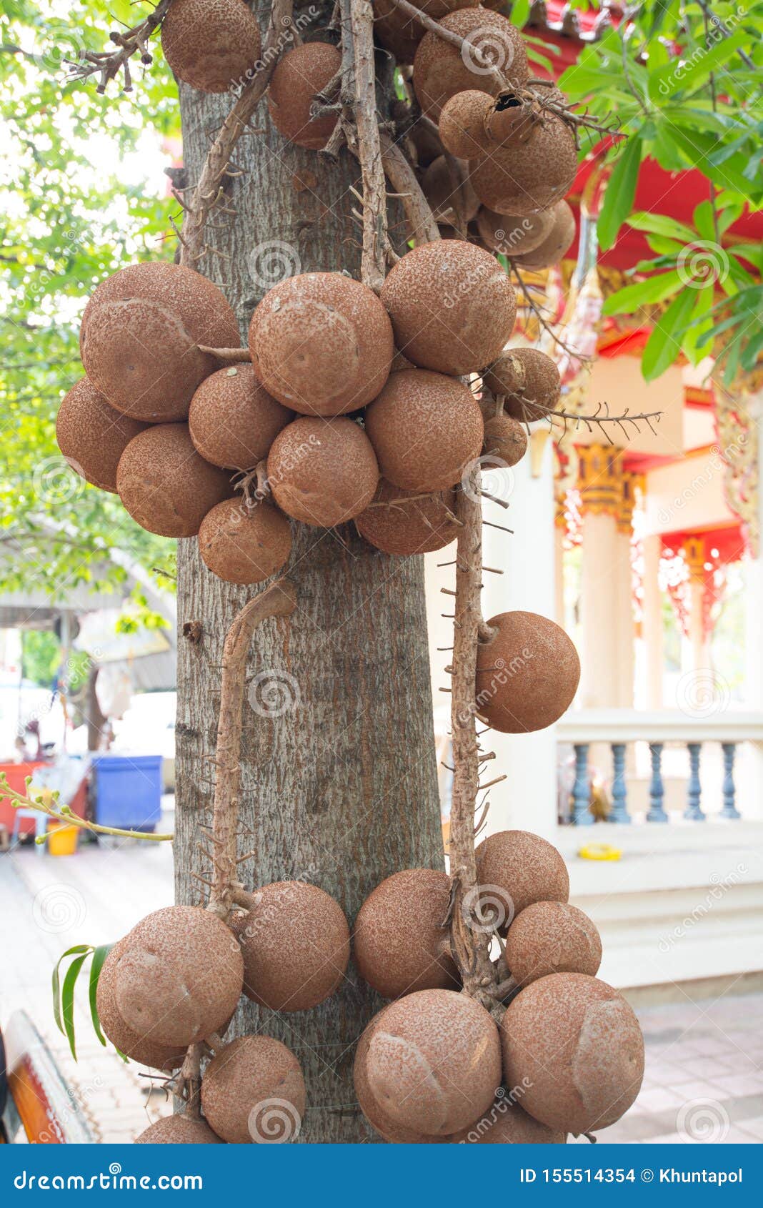Shorea Robusta Tree and Fruit Stock Photo - Image of beautiful, robusta ...