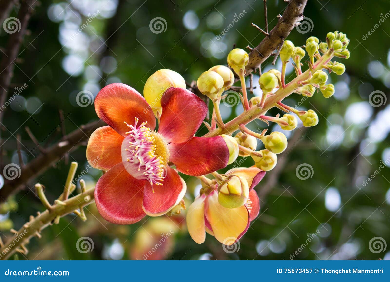 Shorea robusta Tree stock image. Image of flower, garden - 75673457