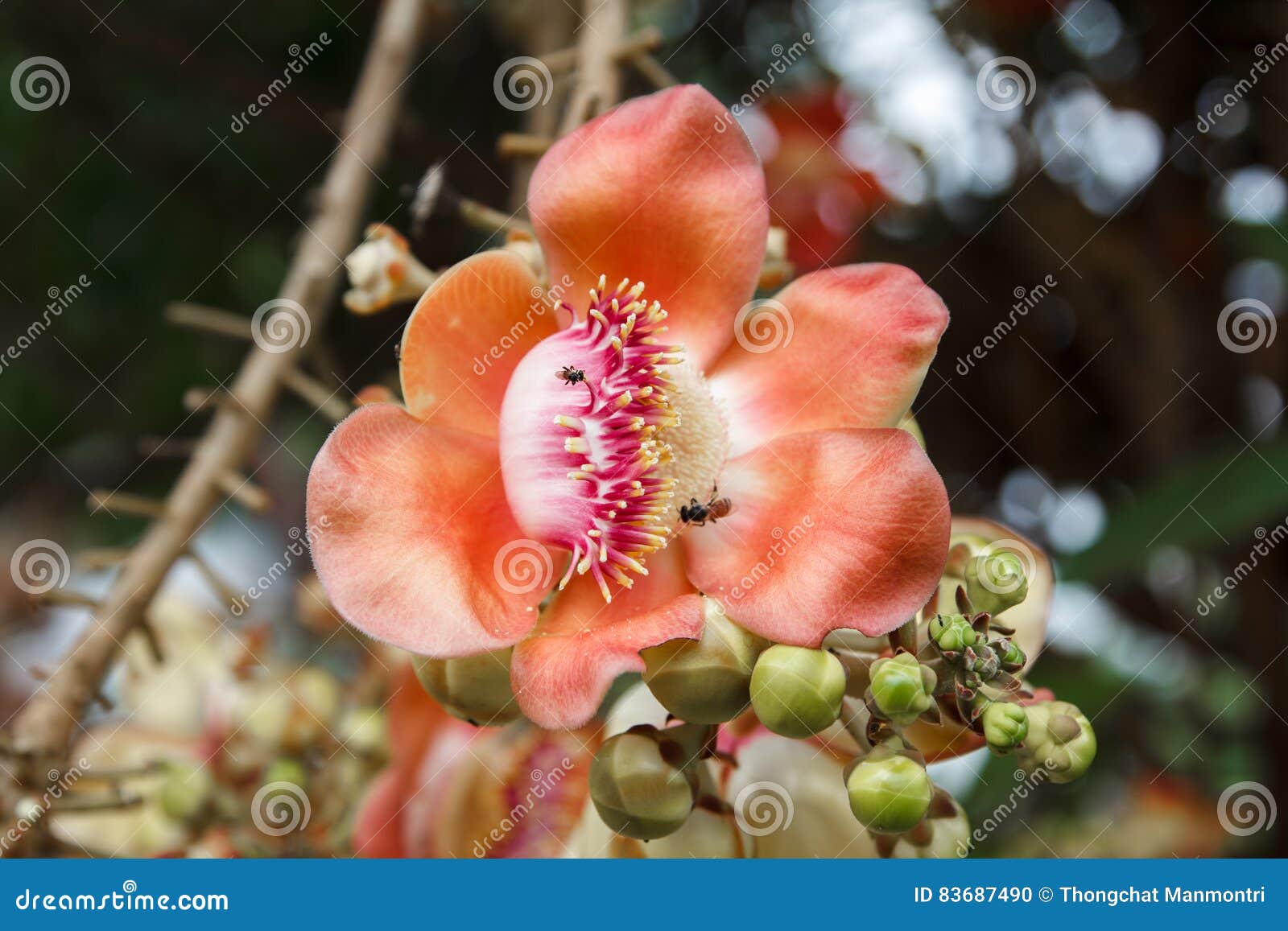 Shorea Robusta Tree or Sal Fruit Tree in Thai Temple Stock Photo ...