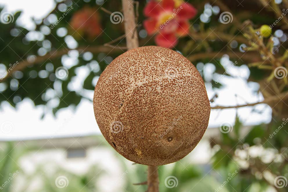 Shorea Robusta Tree or Sal Fruit Tree in Thai Temple Stock Image ...