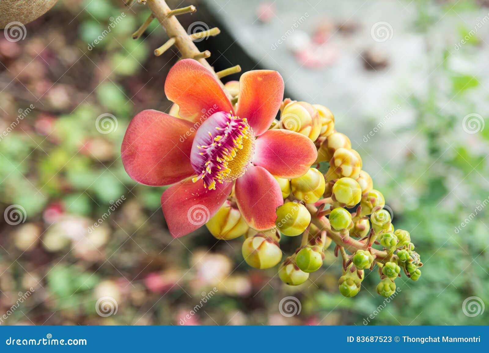 Shorea Robusta Tree or Sal Fruit Tree in Thai Temple Stock Image ...