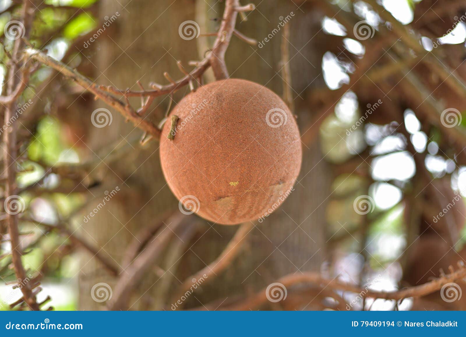 Shorea Robusta Tree or Sal Fruit Tree in Thai Temple Stock Photo ...