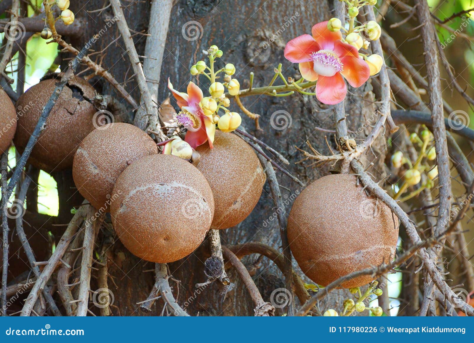 Shorea Robusta Or Cannonball Flower Stock Photography | CartoonDealer ...