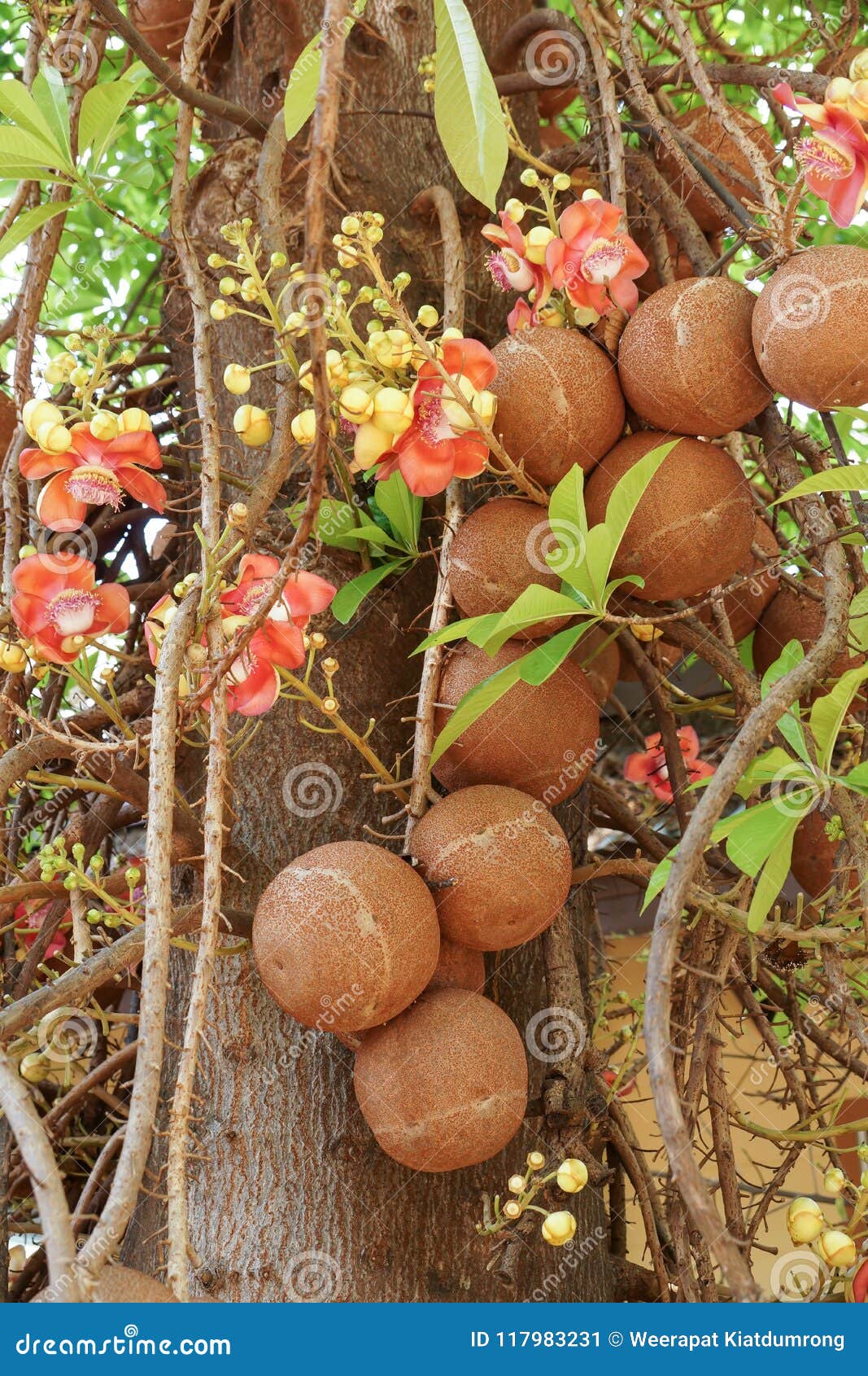 Shorea Robusta Tree Or Sal Fruit Tree In Thai Temple Stock Image ...