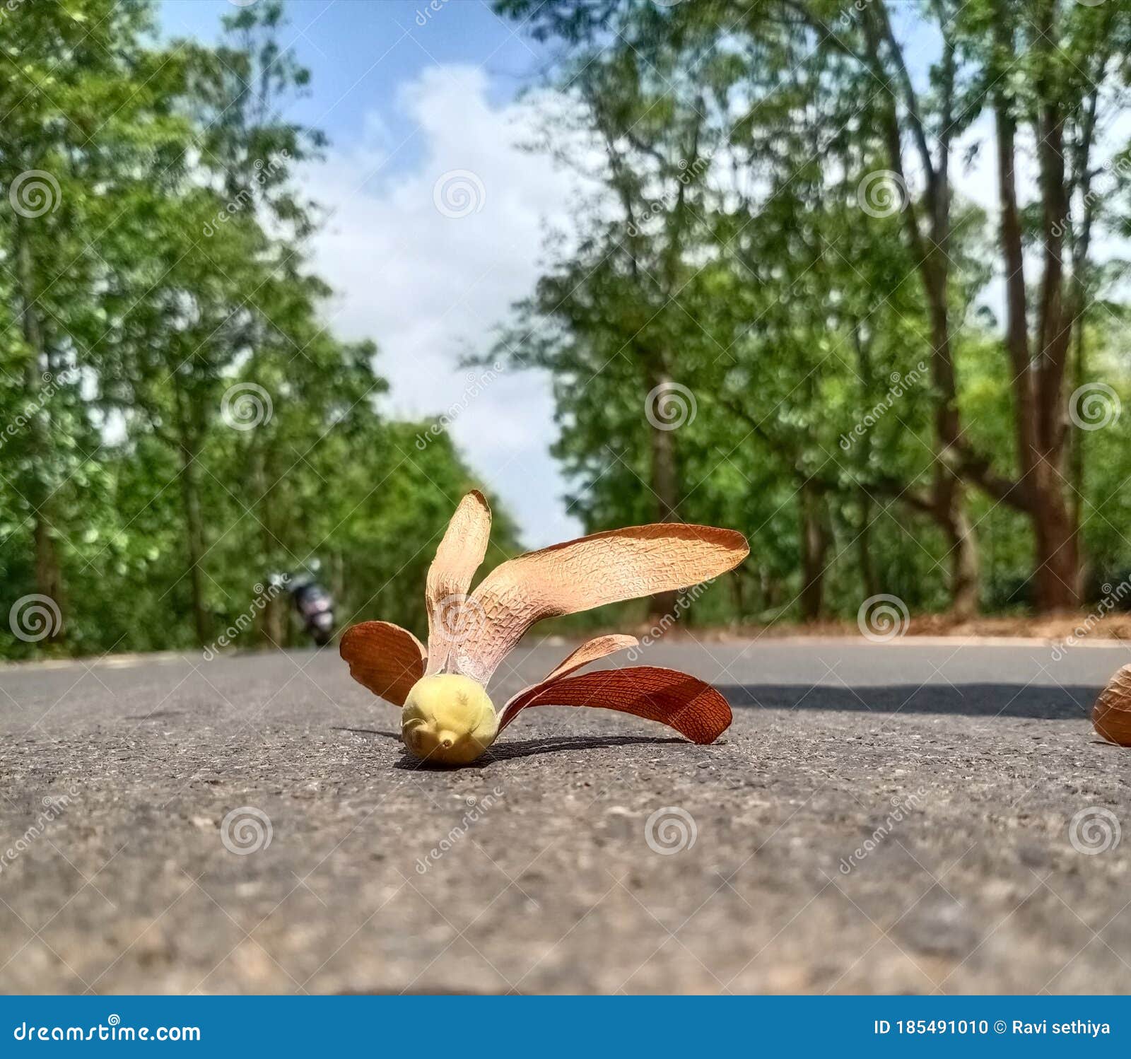 Shorea Siamensis on the Road Around Green Forest Stock Photo - Image of ...