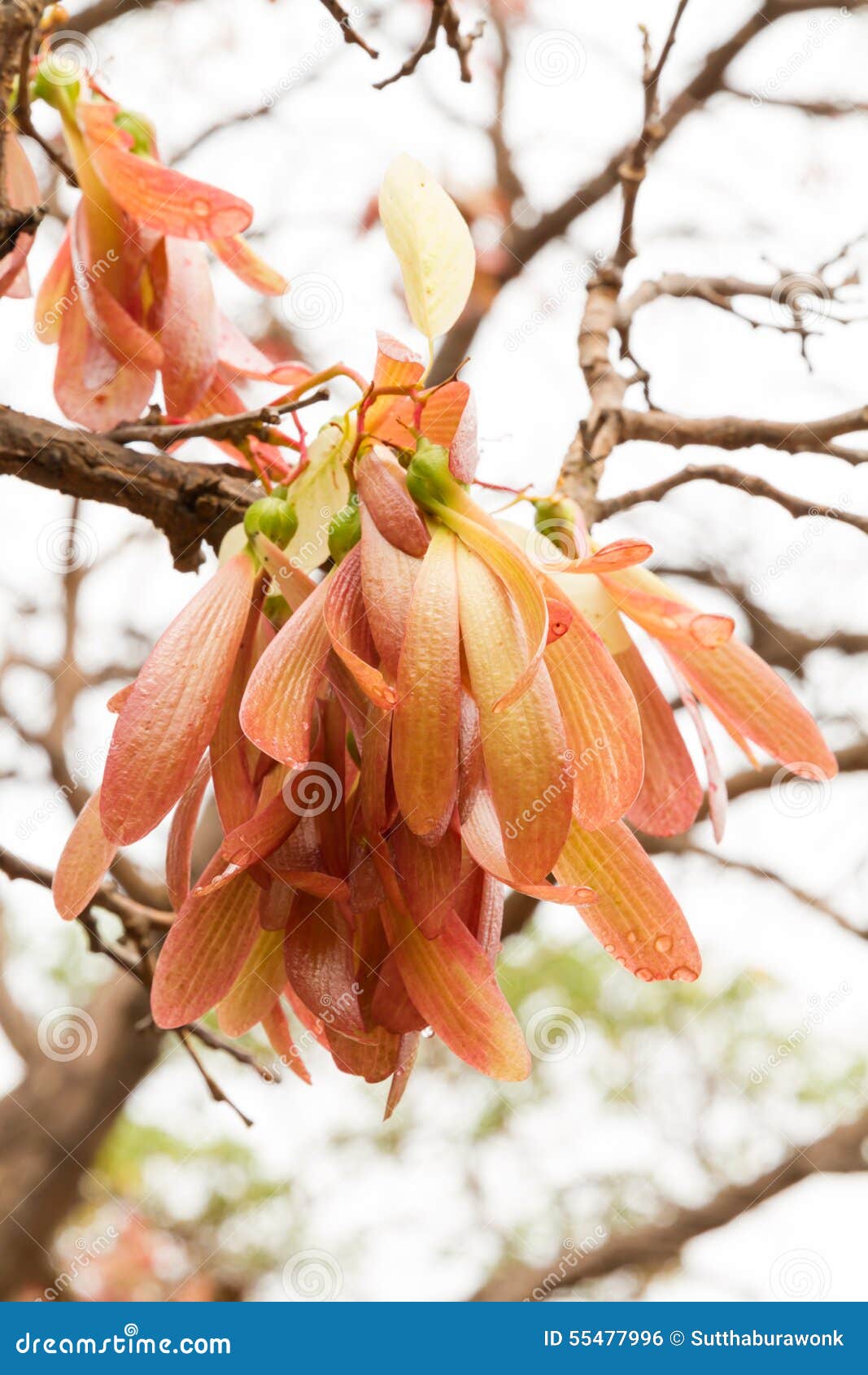 Shorea. stock photo. Image of flora, bloom, floral, jungle - 55477996