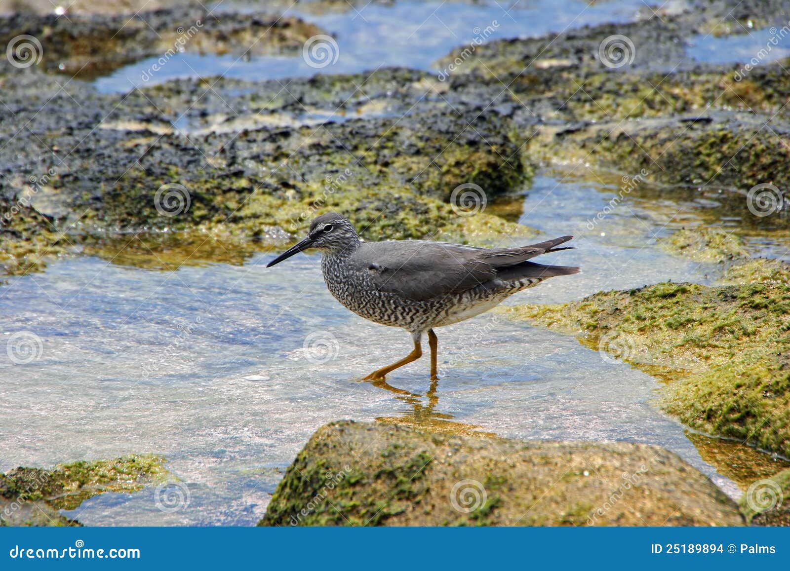 Shorebird in rock pools stock photo. Image of bird, seaside - 25189894