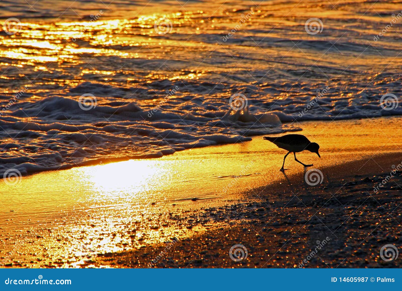 Shorebird at Sunset stock image. Image of beach, evening - 14605987