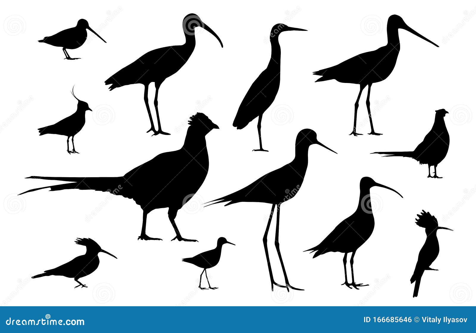 Shorebirds And Birds Of Fields. Silhouettes Set Cartoon Vector ...